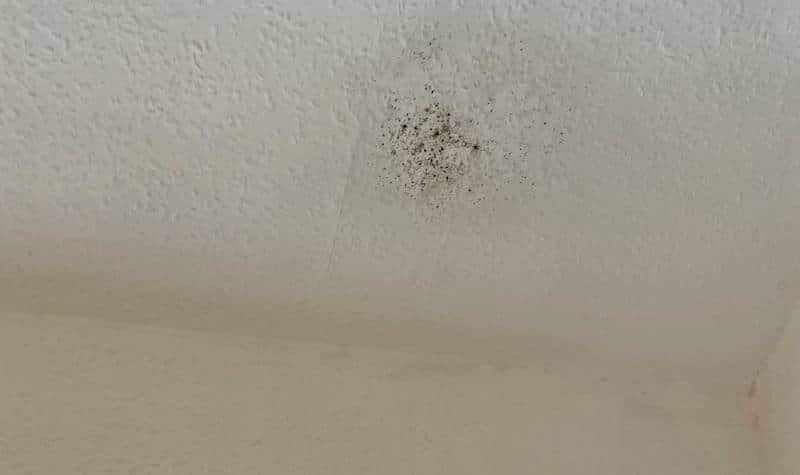Mold 101 - What is needed to support Mold Growth